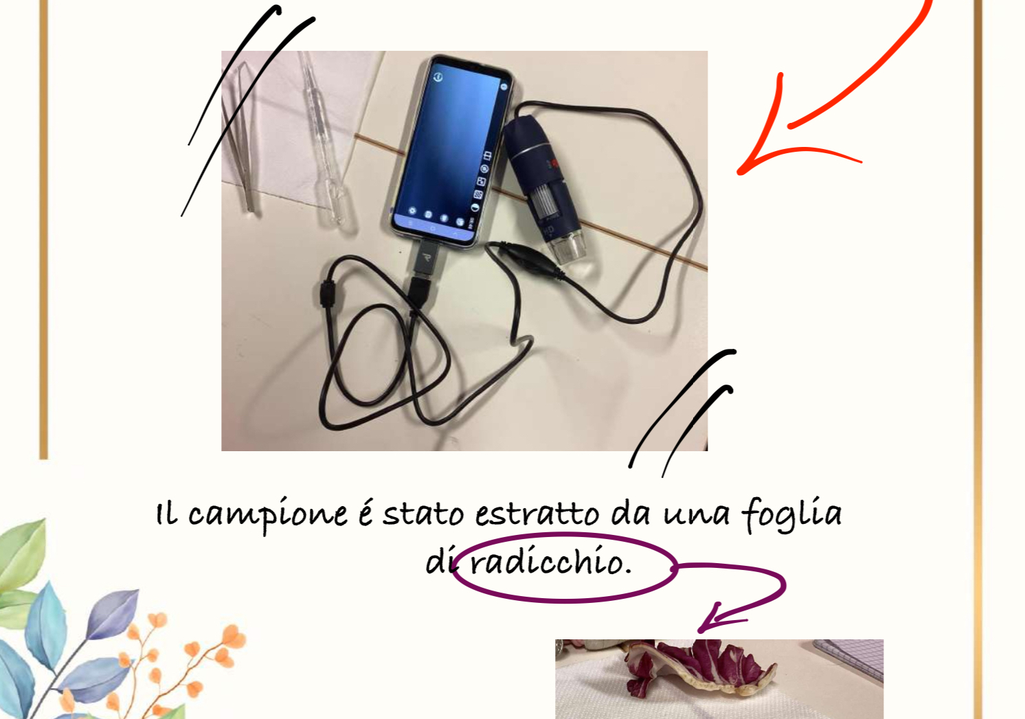 Cellule e DNA al microscopio! :: Istituto Comprensivo Perugia 11